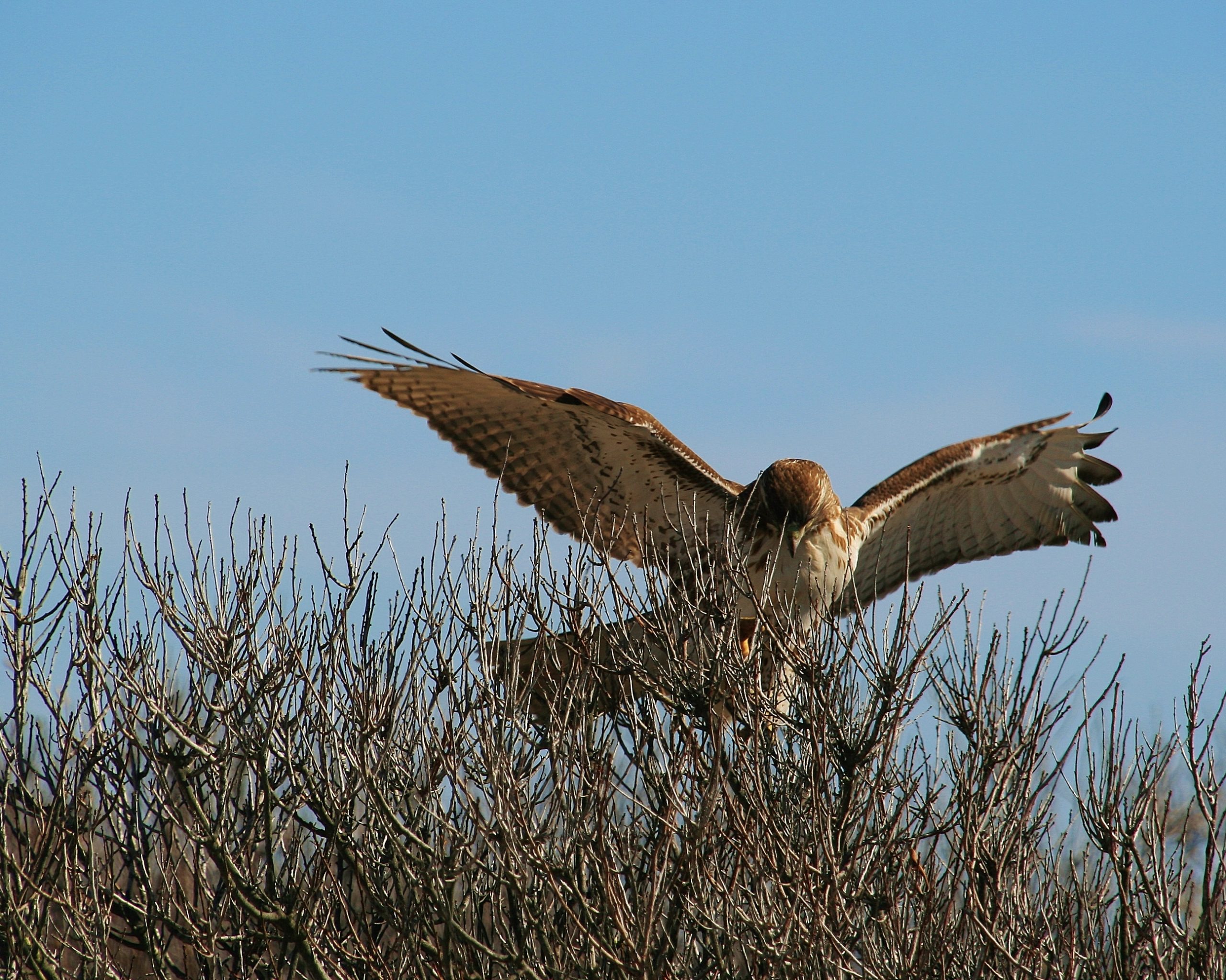 Hawk Landing in the Dunes in Winter – jahART